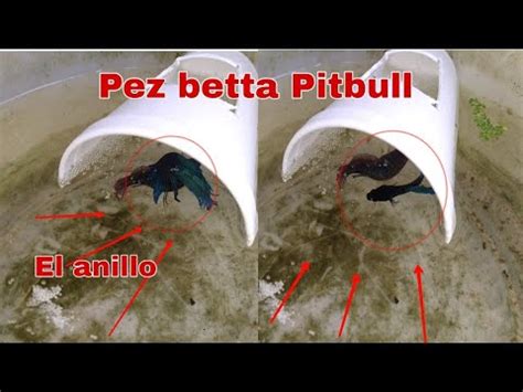 COMO REPRODUCIR PEZ BETTA PITBULL PLAKAT BIEN EXPLICADO Pezbetta2 0