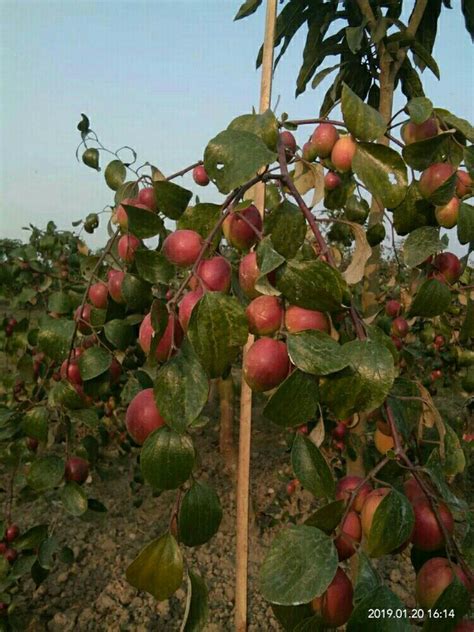 Kashmiri Apple Ber Plant ऐप्पल बेर प्लांट Arefin Nursery North 24
