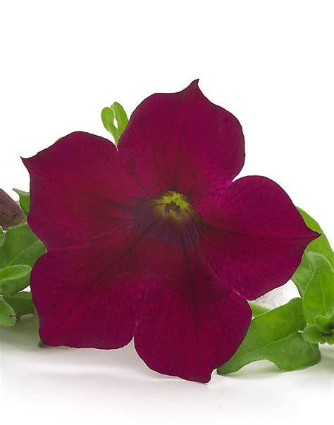 SURFINIA® Deep Red | The No.1 Petunia brand, colors your city