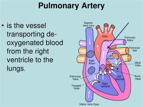 Anatomy Of Pulmonary Artery
