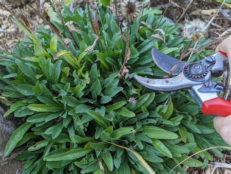 Pruning Asters Plant Addicts