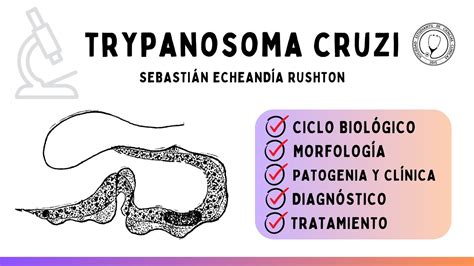 TRYPANOSOMA CRUZI Ciclo biológico Vector Clínica Diagnóstico y