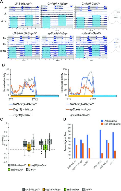 Eo Neurons Are Required For Behavioral Synchronization To Temperature Download Scientific