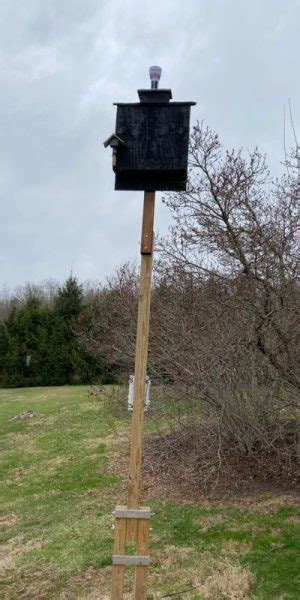 Understanding Bat Acoustics The Power Of Echolocation