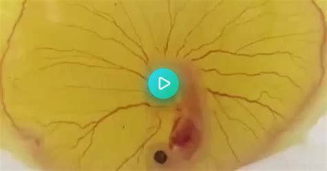 This Is A Turtle Born Without Its Shell If Kept In Perfect Condition