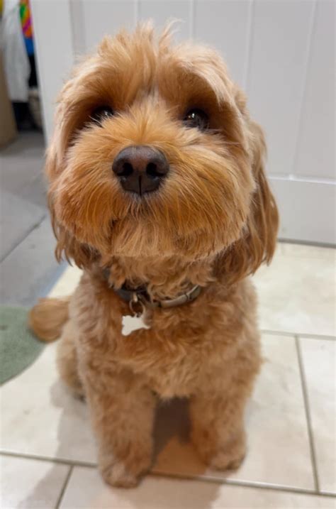 Cockapoo Owners Hello I Have A 2 Year Old American Cockapoo Who We