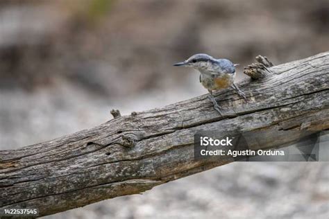 Sitta Europaea 너트 해치는 Sittidae 가족의 통행인 조류 종입니다 Wood Nuthatch에 대한 스톡 사진