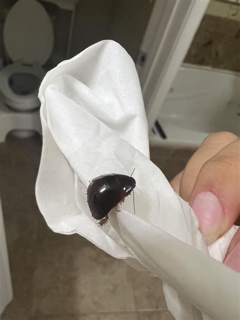 I Know Its A Cockroach But What Kind Rwhatsthisbug
