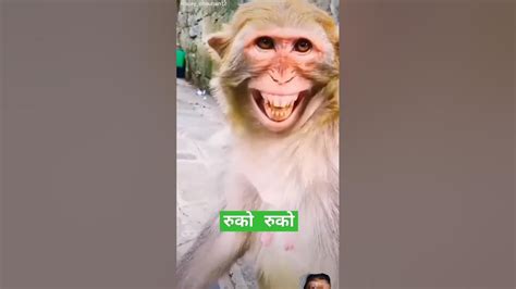 Laughing Monkey Youtube