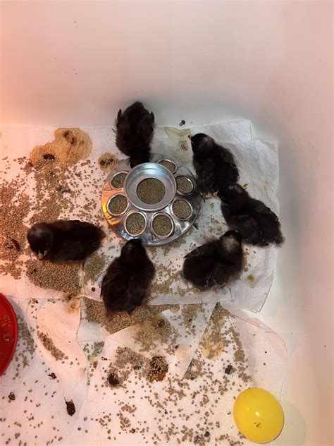 Male Or Female Black Sex Link Rchickens