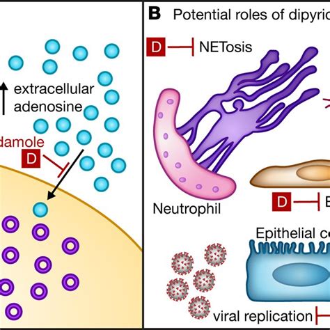 Pdf New Repurpose For An Old Drug Purinergic Receptor Blockade May