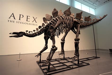 Mystery Buyer Sets Record For Most Spent At Dinosaur Auction The