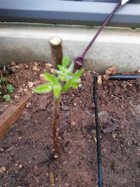 My Edible Fruit Trees Raspberry Trees