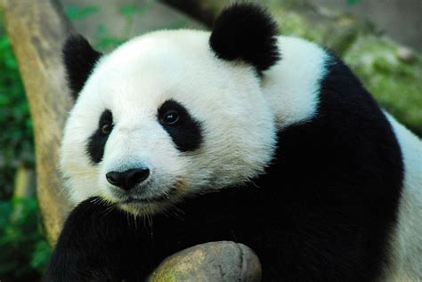 Cómo Dibujar Un Panda Paso A Paso