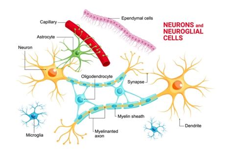 Astronautx Fights Alzheimers Disease By Targeting Brain Support Cells