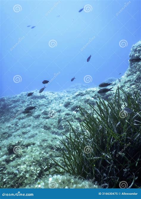 Sea Grass Underwater Green Grass Stock Image Image Of Submerged
