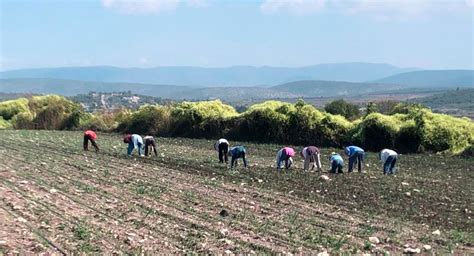 UACh alerta sobre escasez de alimentos en México