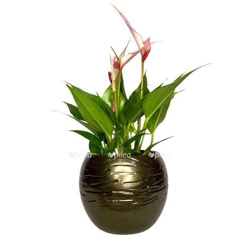 Живые комнатные растения купить цветы в горшках с доставкой Pilea