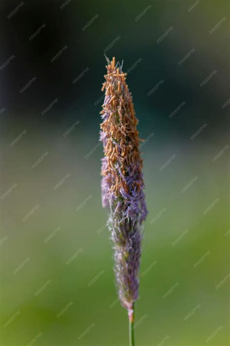 Premium Photo A Stem Of Grass In Close Up
