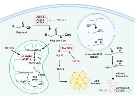 Rna修饰n4 乙酰胞苷（ac4c）的调控机制、检测方法及其在癌症中的作用最新研究进展｜新方向 知乎