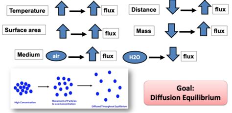 Physiology Diffusion Osmosis Membrane Transport Flashcards Quizlet