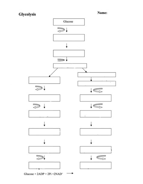 Cell Exam 3 Glycolysis Diagram Quizlet