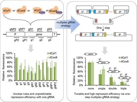 Schematic Diagram Of Gene Repression Via Multiplex Crispri System In Y