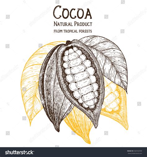 Cocoa Pod Vector Illustration Hand Drawn Stock Vector Royalty Free 558182599 Shutterstock