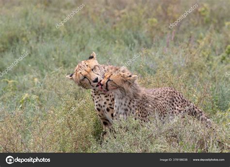 Two Cheetahs Kissing Licking Each Other Successful Hunting — Stock