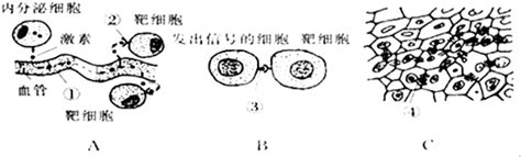 如图是细胞间的3种信息交流方式请据图回答1图a表示通过细胞分泌的化学物质随① 到达全身各处与靶细胞表面的② 结合将信息传递给靶