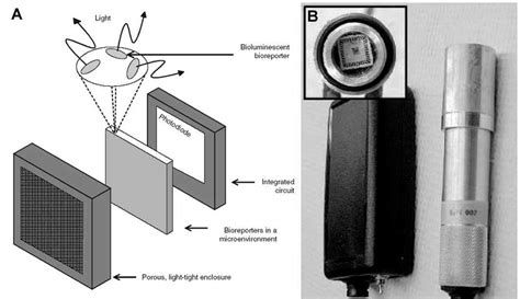 15 Principle Of A Rugged Field Deployable Bioluminescence Biosensor Download Scientific
