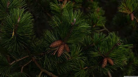 Pine Tree Wallpapers 80 Images Wallpapercat