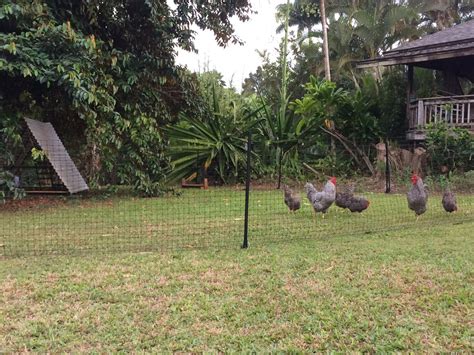 How Much Space Do Chickens Need BackYard Chickens Learn How To Raise Chickens