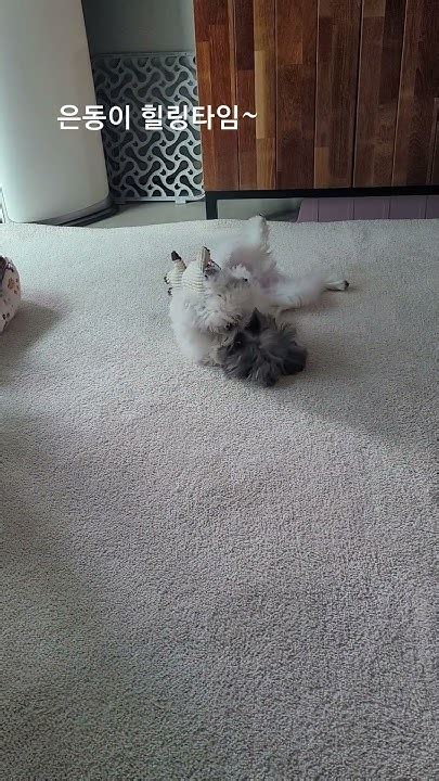 찍는게 불편한 은동이 눈빛하지만 귀여운걸~ Youtube
