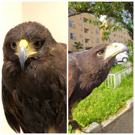 鷹の表情 ハト・カラス駆除のグリーンフィールド