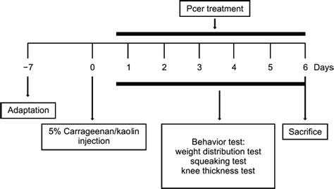 Schematic Diagram Of The Carrageenankaolin Induced Arthritis