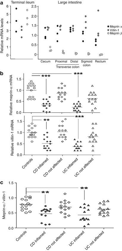 Expression Of Meprin Meprin And Villin 1 In The Intestinal Mucosa