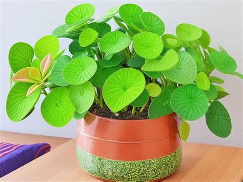 Pilea Peperomioides Meaning And Symbolism Floristempire