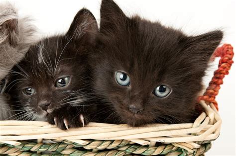 Cue Kittens Images Free Download On Freepik