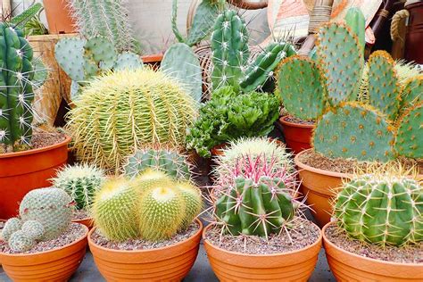 When And How To Water Cactus Houseplants Gardeners Path