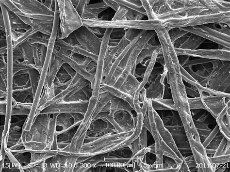 【造纸】纸样品不同加速电压效果对比 新材料 金鉴实验室