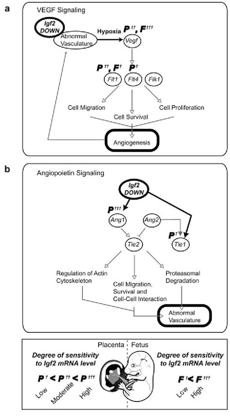 Summary Of The Effects Of The Paternally Methylated Imprinted Genes Download Scientific Diagram