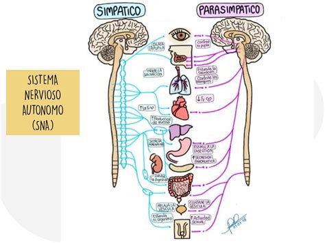 Sistema Nervioso Clasificación Apuntes Digitales Salud Udocz In