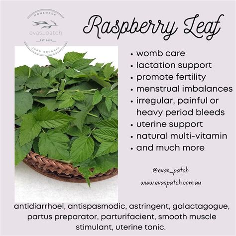 Red Raspberry Leaf