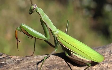 Tótem Mantis Religiosa ¿cuál Es Su Significado Espiritual