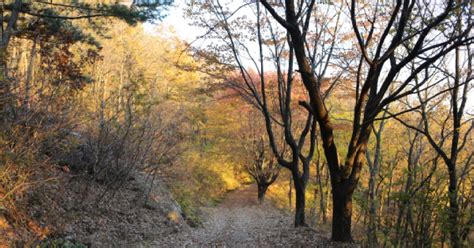 황금빛 노을 서해파도 소리 들으며 숲길 걸어보세요