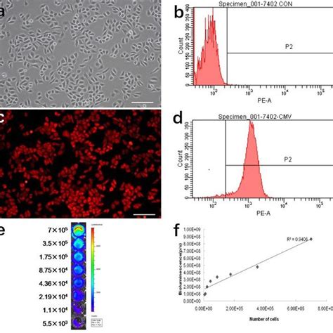 Fluorescence Activated Cell Sorting Analysis Of Mesen Chymal Stem Cells Download Scientific