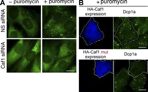 Puromycin Treatment Does Not Induce P Body Formation When Deadenylation
