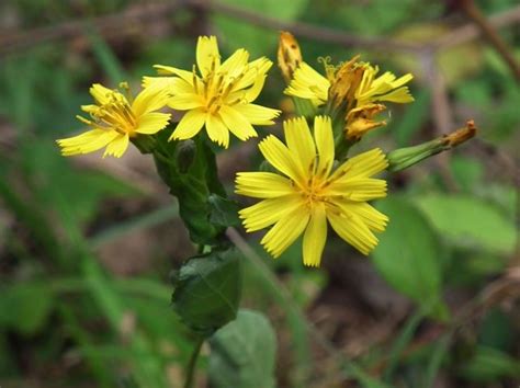 11月12日の花言葉 ヤクシソウ 薬剤師stephenのよろずブログ 楽天ブログ