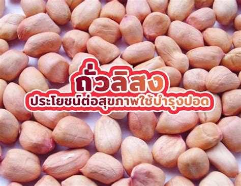 ถั่วลิสง ประโยชน์ต่อสุขภาพใช้บำรุงปอด